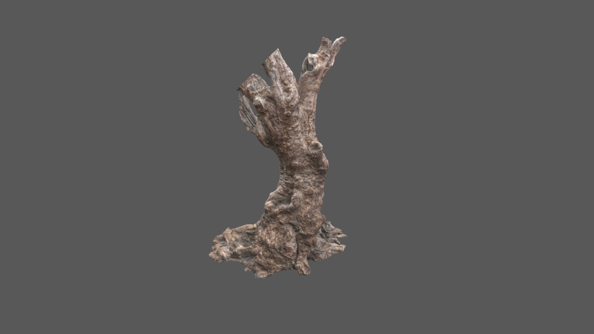 OLD TREE - 3D model by mavis88 [9f34554] - Sketchfab