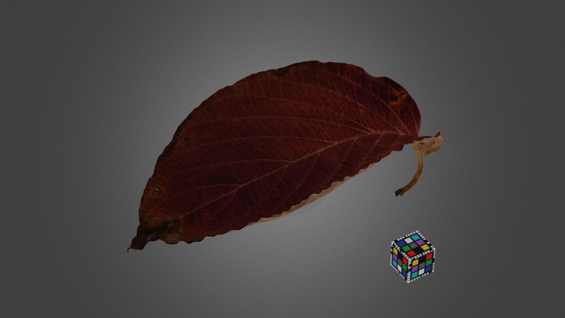 CC0 クマノミズキ Large-leaf Dogwood, C. macrophylla - Download Free 3D model ...