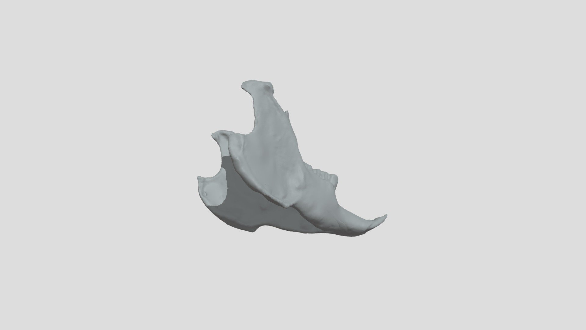 Rabbit Mandible - 3D model by VetKaset [9f3691b] - Sketchfab
