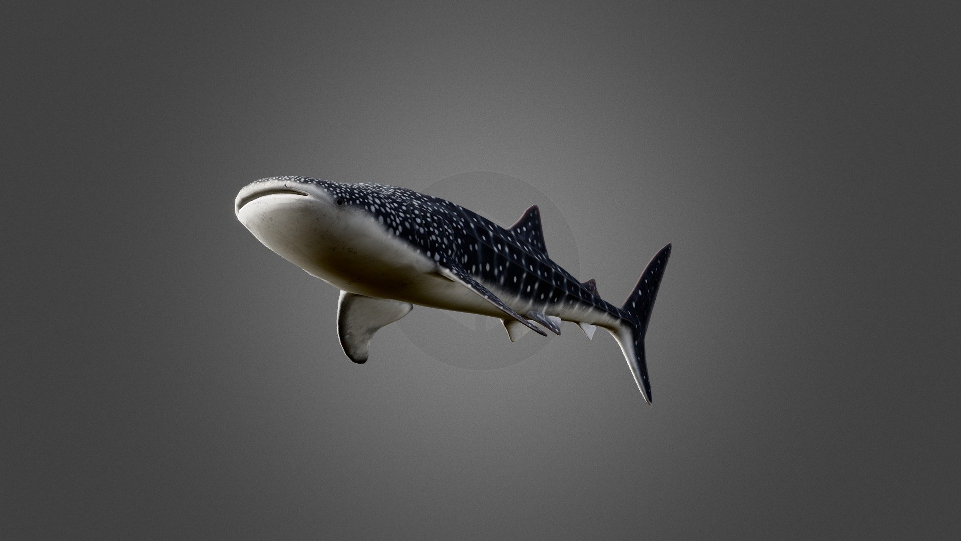 Whale Shark - 3D model by Vasilii Chernobai (@VasiliiChernobai ...