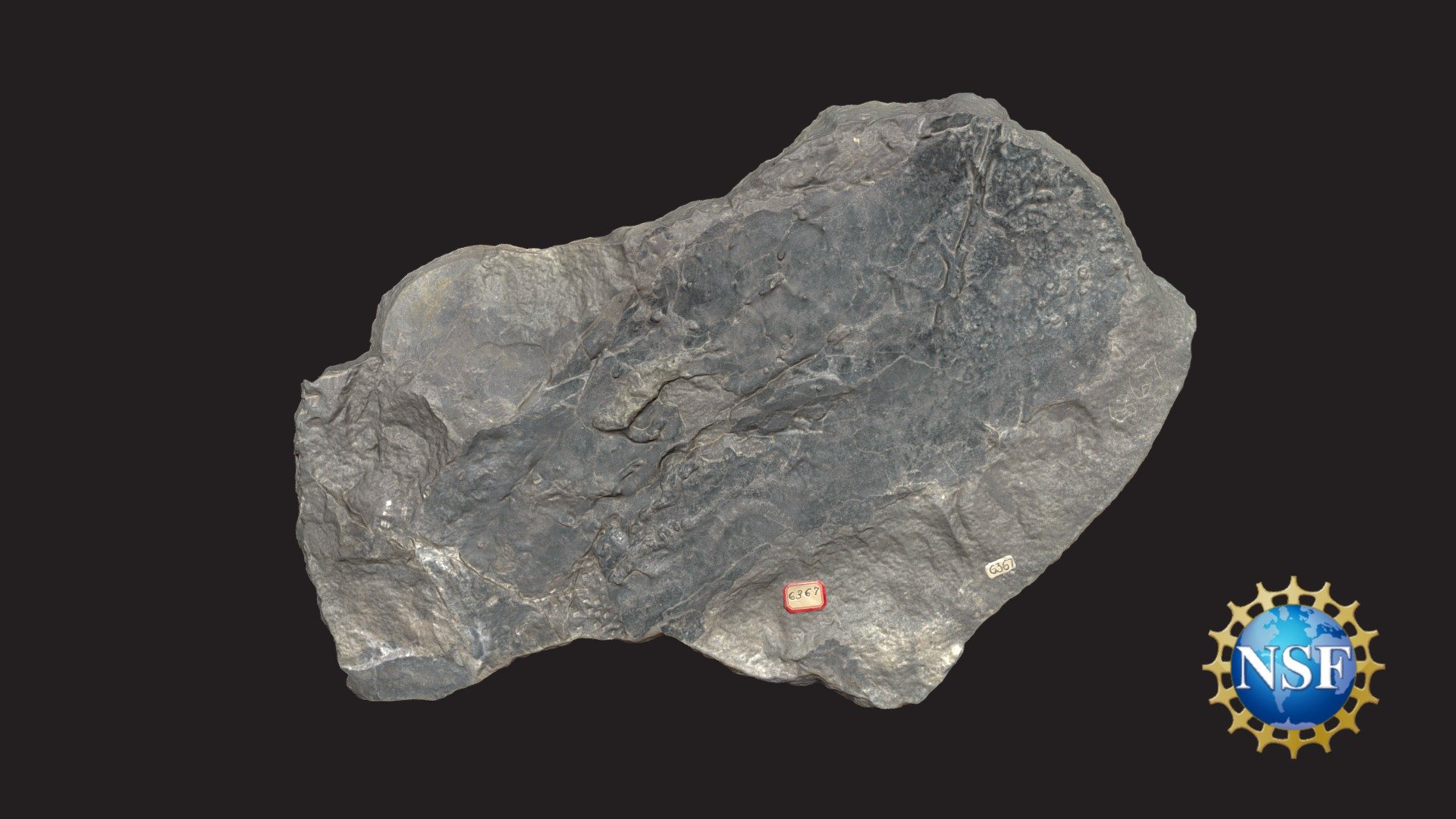 CMNH 6367, Titanichthys sp. - 3D model by Cleveland Museum of Natural ...