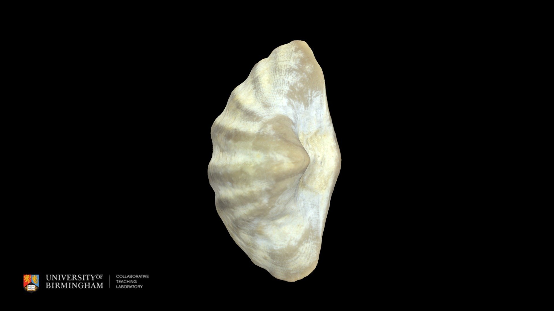 Brachiopod: Howellella - 3D model by CTL, University of Birmingham ...