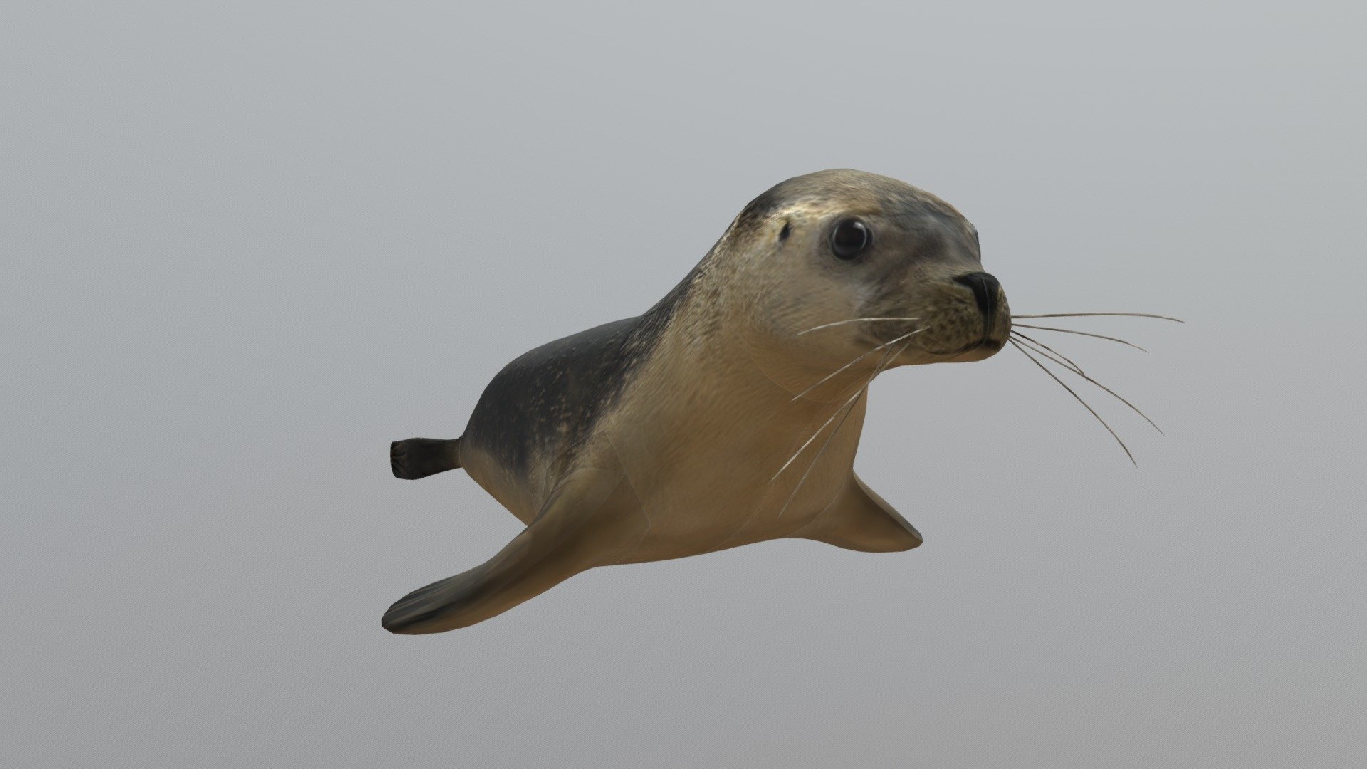 Seal - Buy Royalty Free 3D model by 3dlowpoly (@3dlowpoly) [9f4619e ...