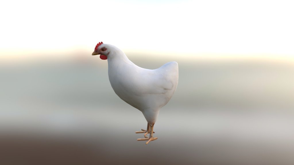 Chicken model - 3D model by coatgoat [9f47ac2] - Sketchfab