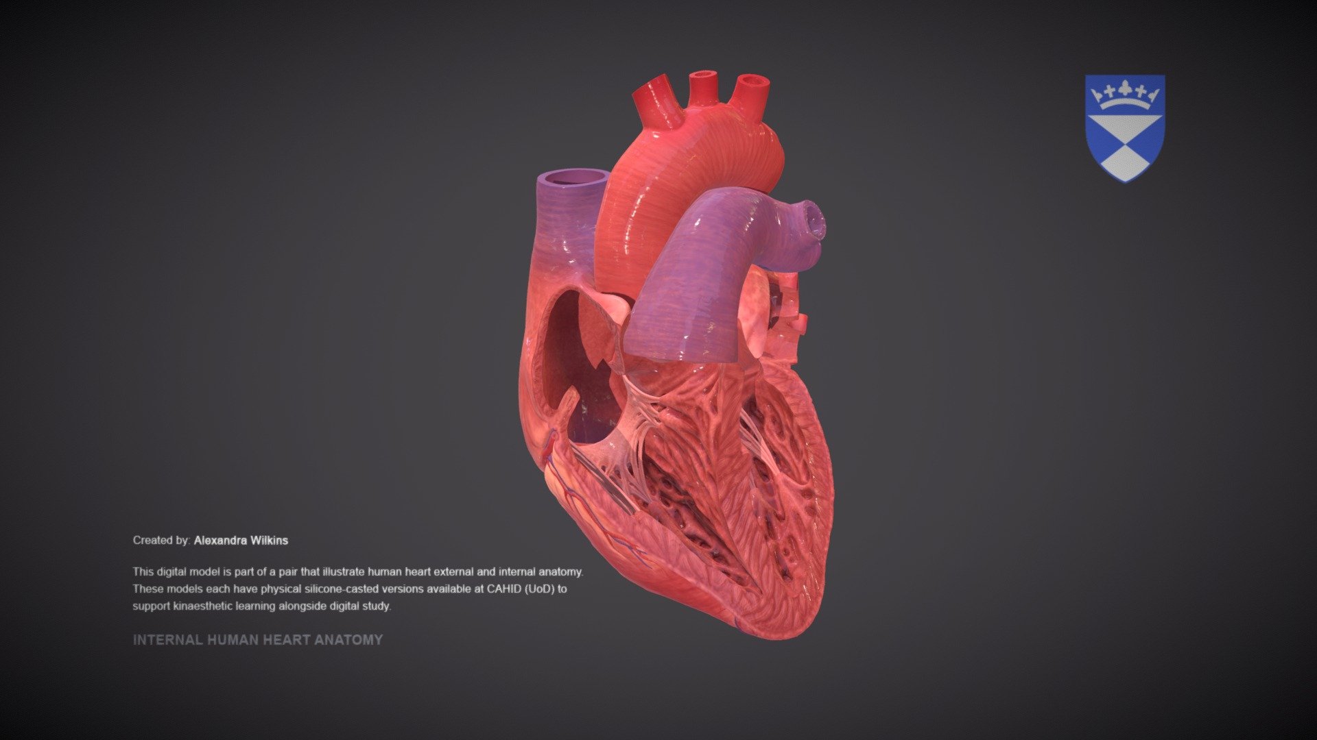 Internal Human Heart Anatomy - 3D model by University of Dundee, CAHID ...