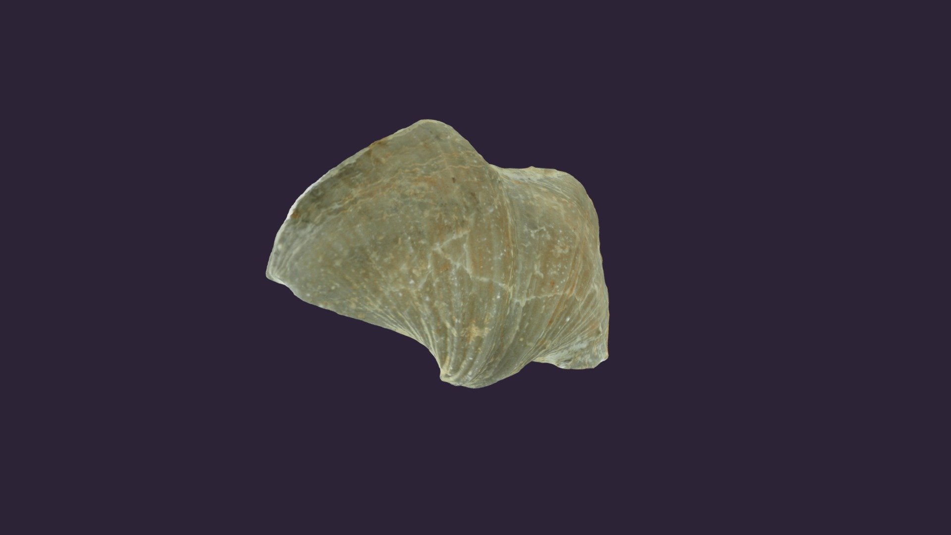 Neospirifer cameratus (Brachiopod) - Buy Royalty Free 3D model by ...