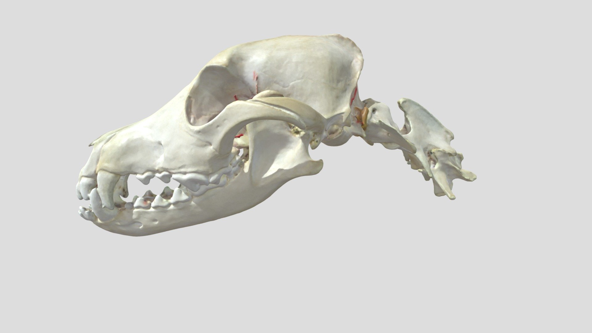 Dog skull with atlas and axis - 3D model by University of Sarajevo ...