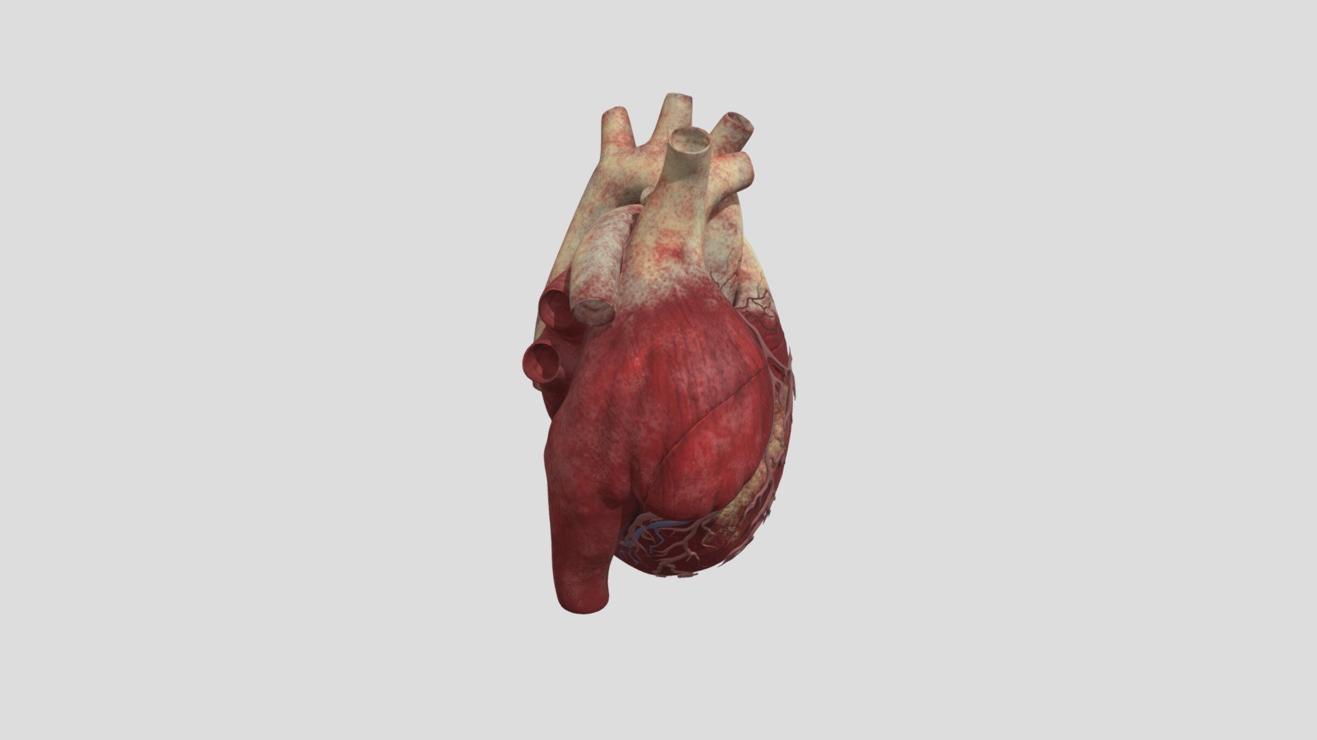 Heart Gltf - 3D model by karthikarvh [9f59b9f] - Sketchfab