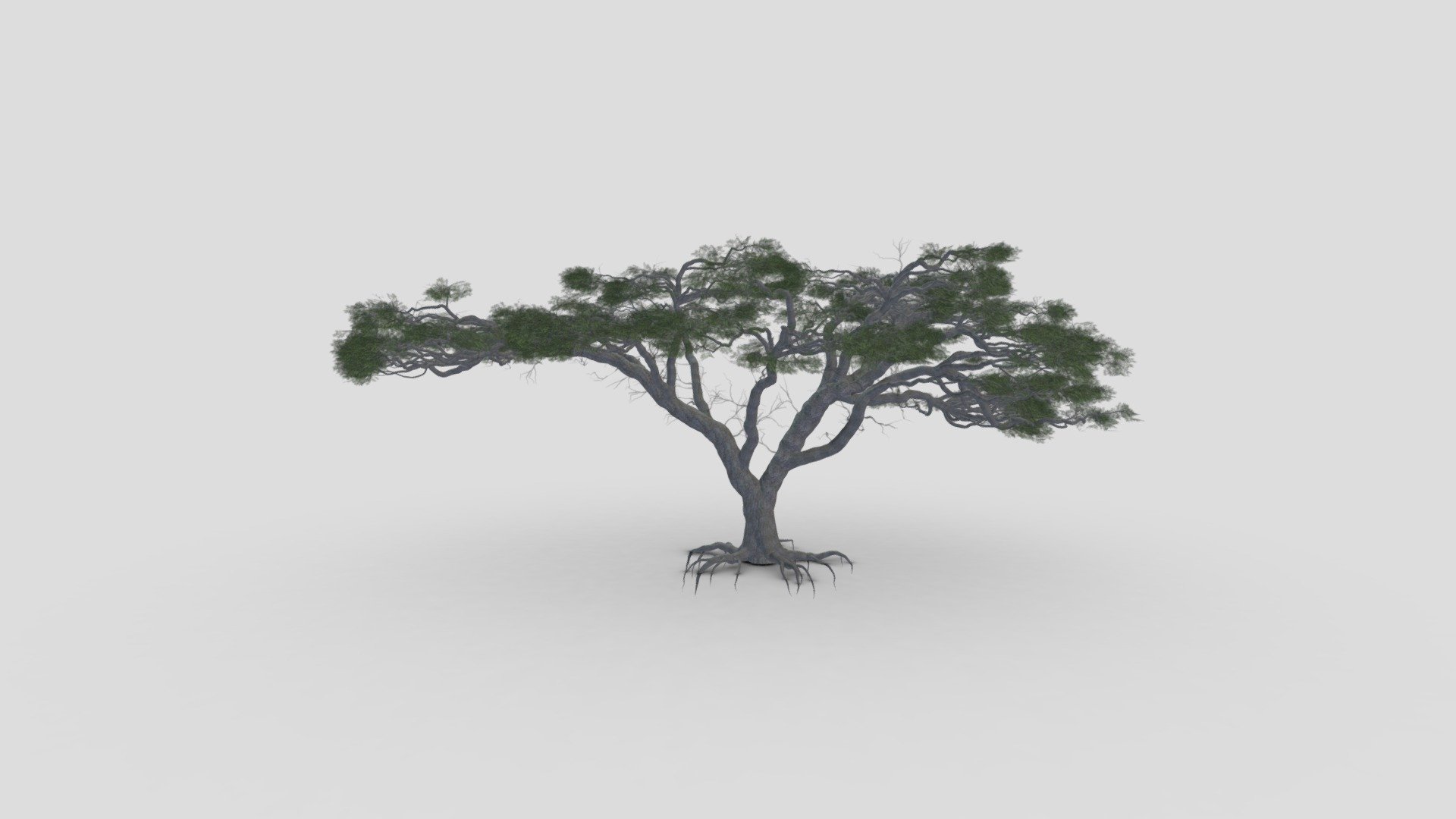 African Acacia Tree-S4 - Buy Royalty Free 3D model by ASMA3D [9f5e513 ...