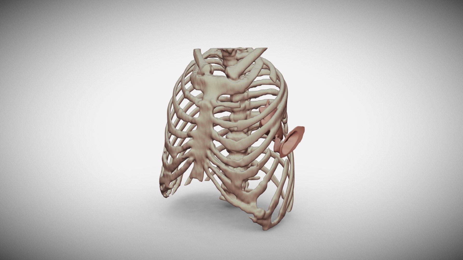 Cavity in thorax - 3D model by Imre J. Barabás, MD, M.Sc. (@Uzzias18 ...