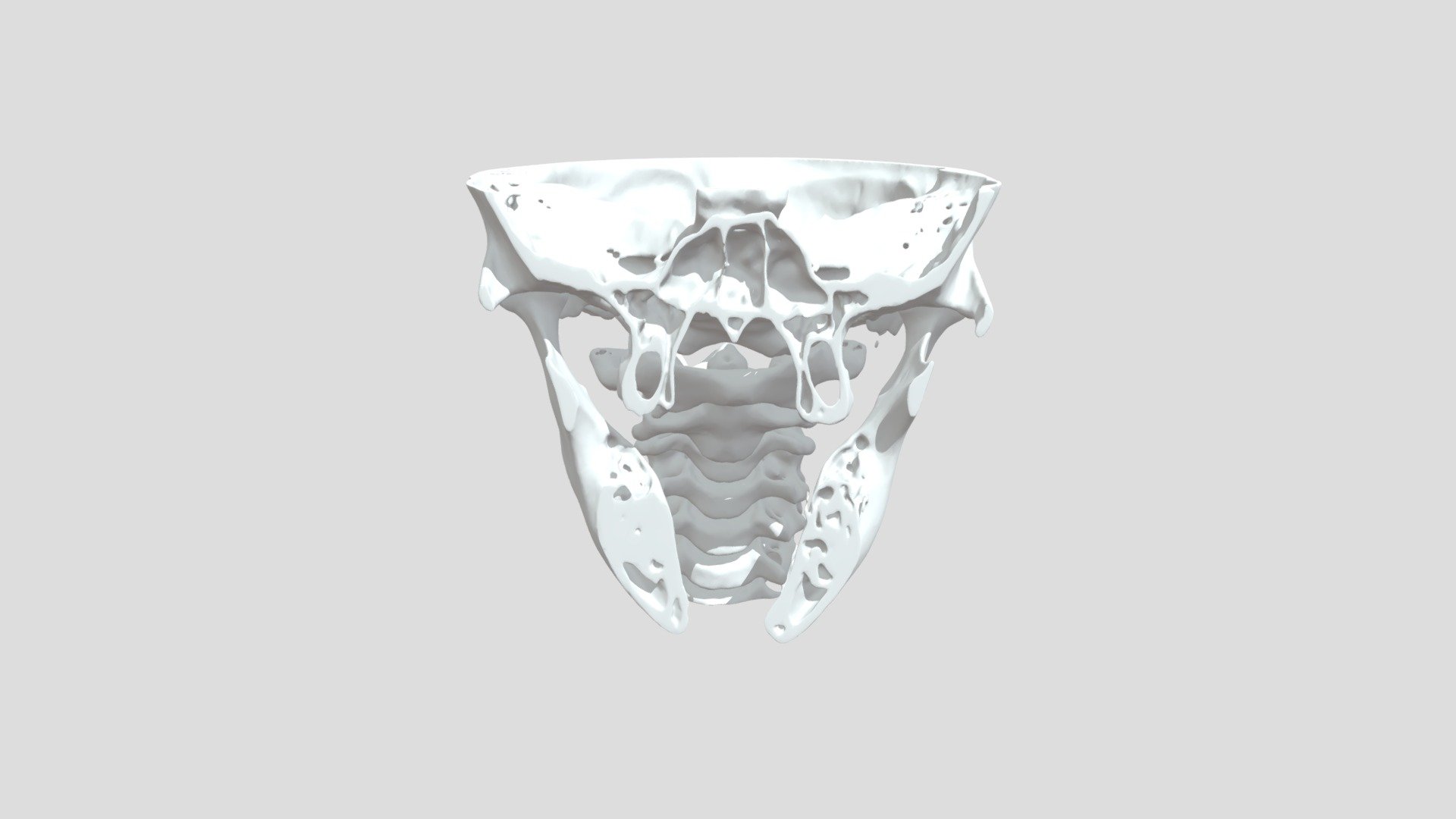 Neck - Download Free 3D model by Paweł / Paul Ozga (@ozziepoland ...