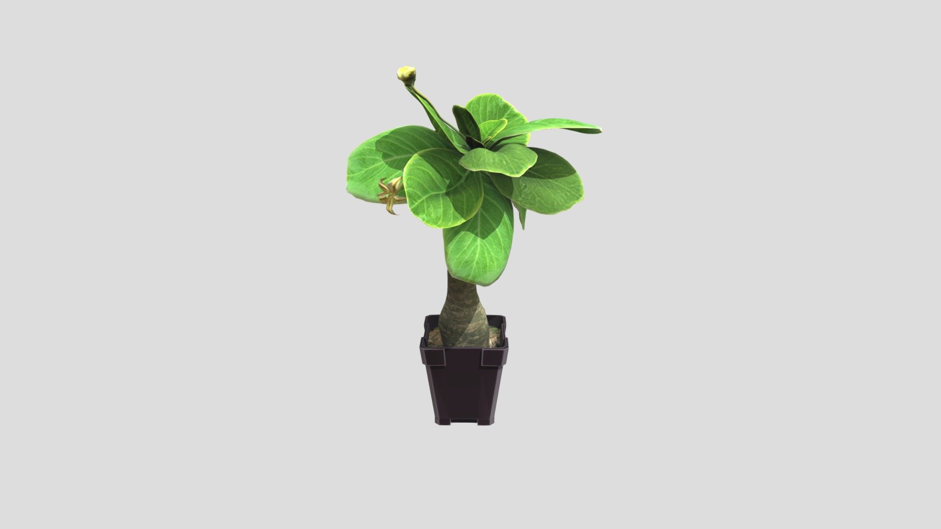Alula Plant - 3D model by Timelooper [9f65f89] - Sketchfab