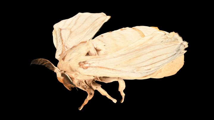 Moth 3D models - Sketchfab