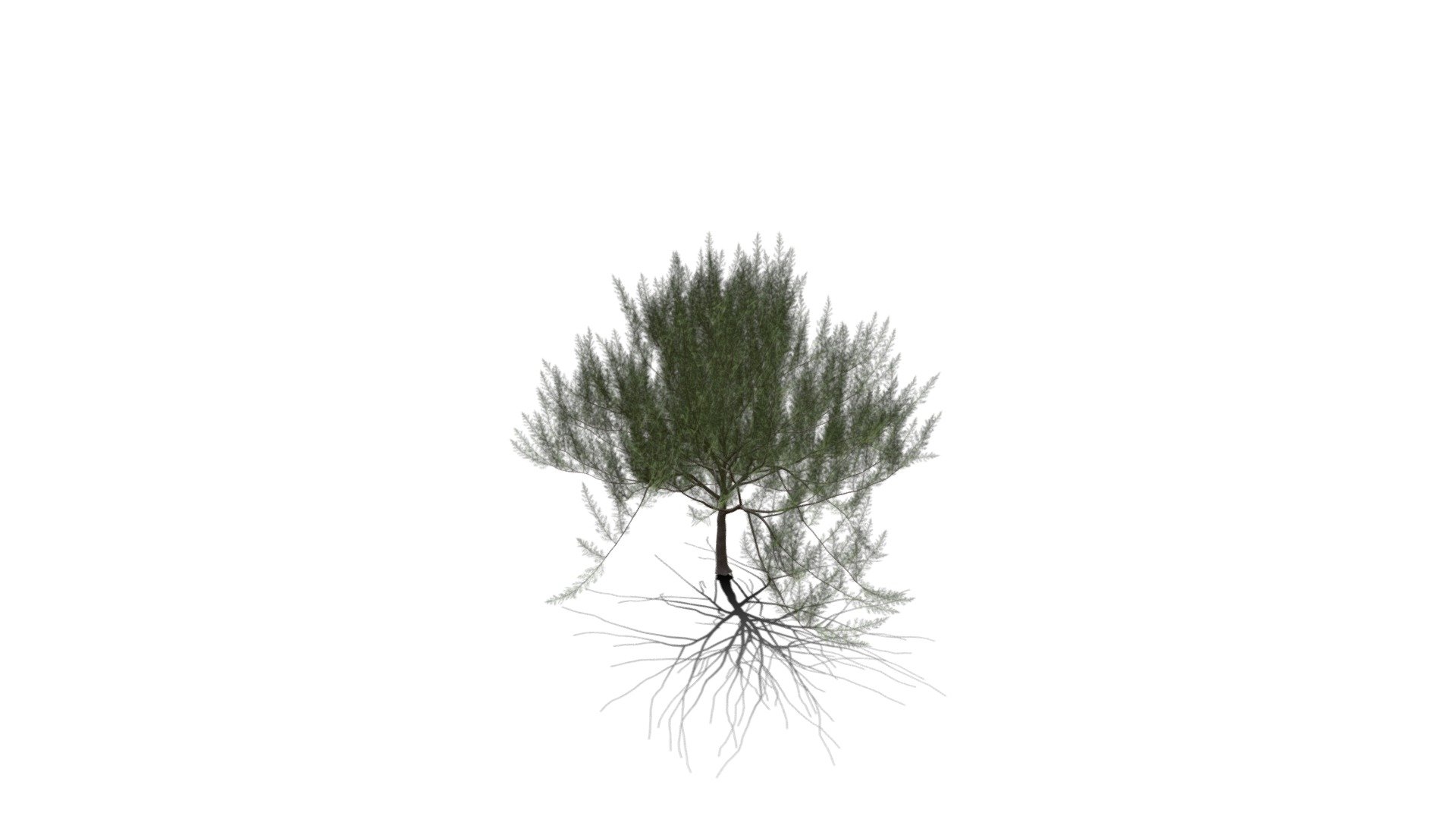 Realistic HD French tamarisk (18/20) - Download Free 3D model by ...