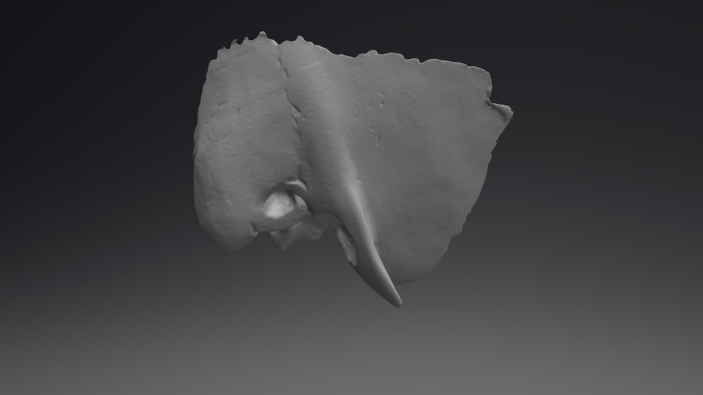 Temporal bone - 3D model by threeding.com [9f730d0] - Sketchfab