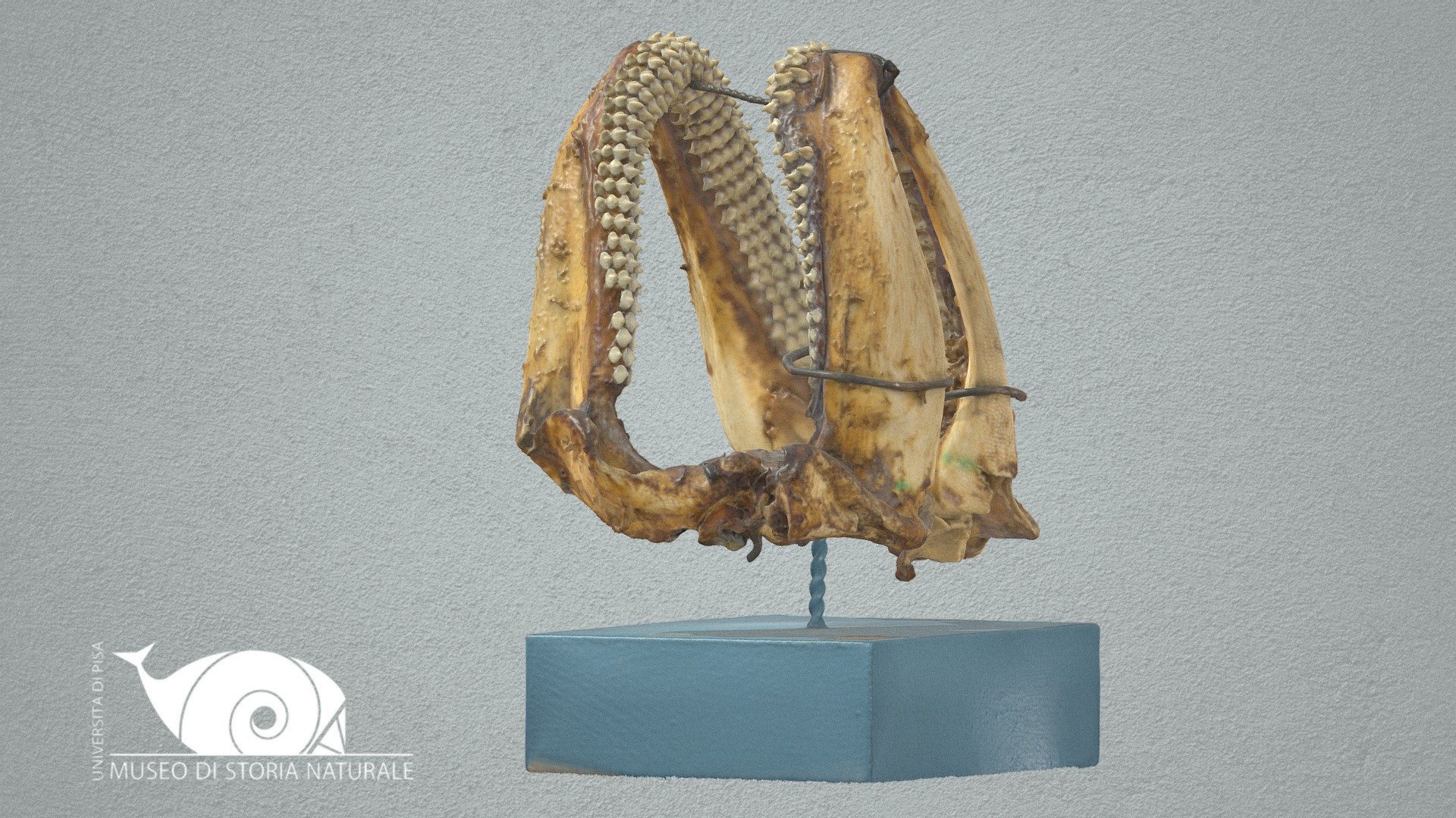 Sandy skate - 3D model by Natural History Museum, University of Pisa ...