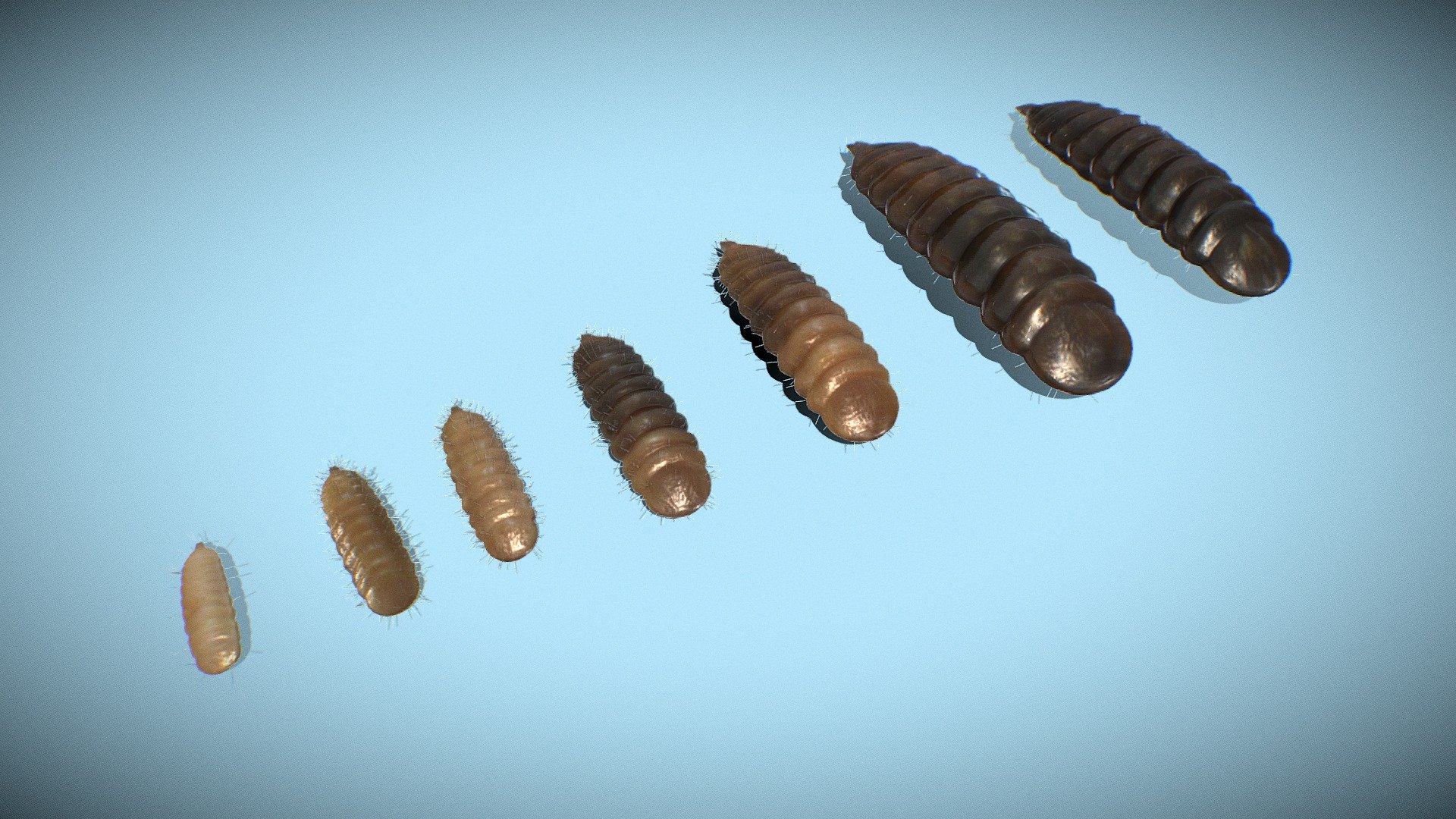 BSF Larvae - Buy Royalty Free 3D model by Asyraaf Ahmadi (@asyraaf ...