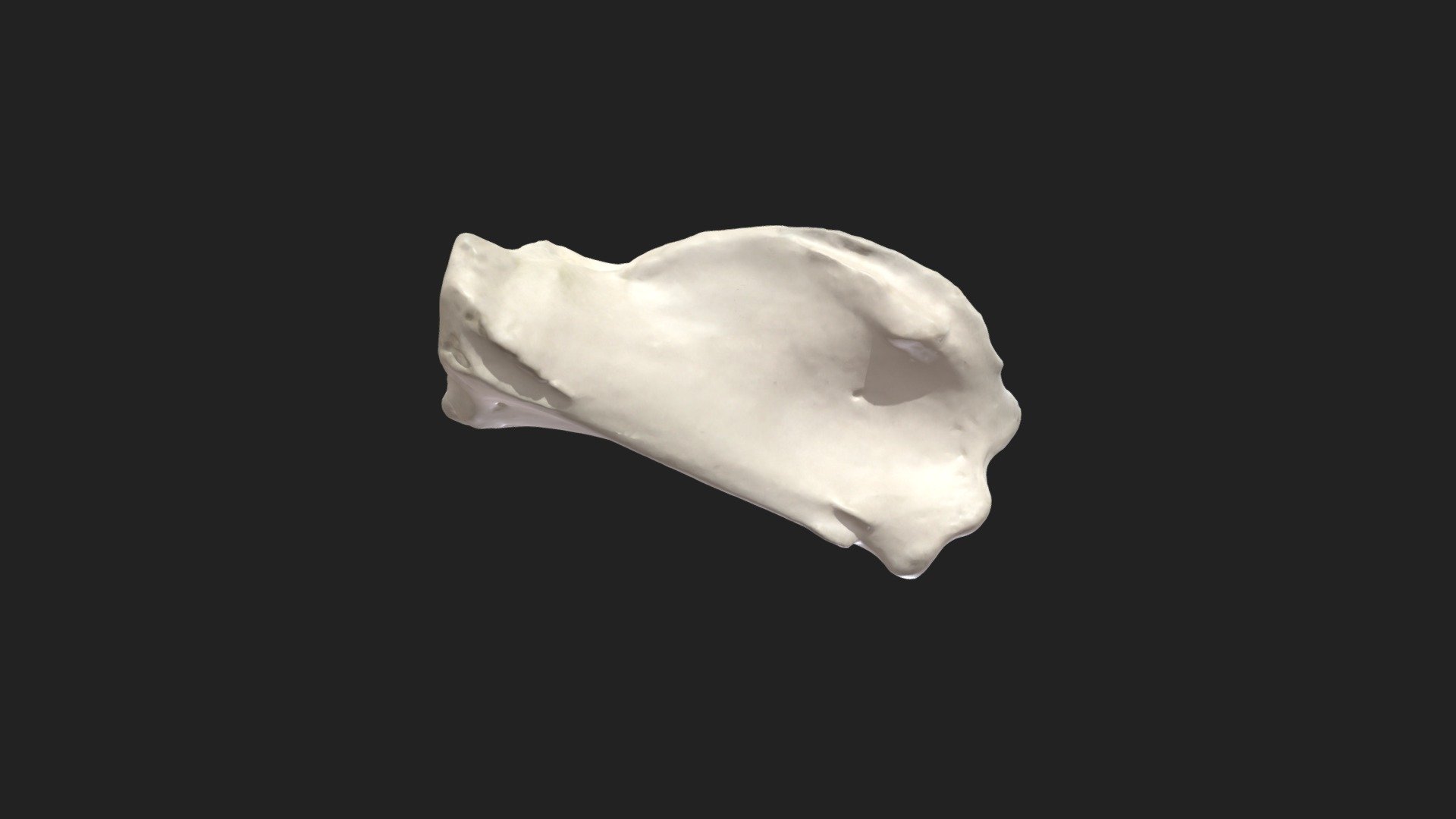 phalanx proximalis digiti majoris chicken - 3D model by vetanatMunich ...
