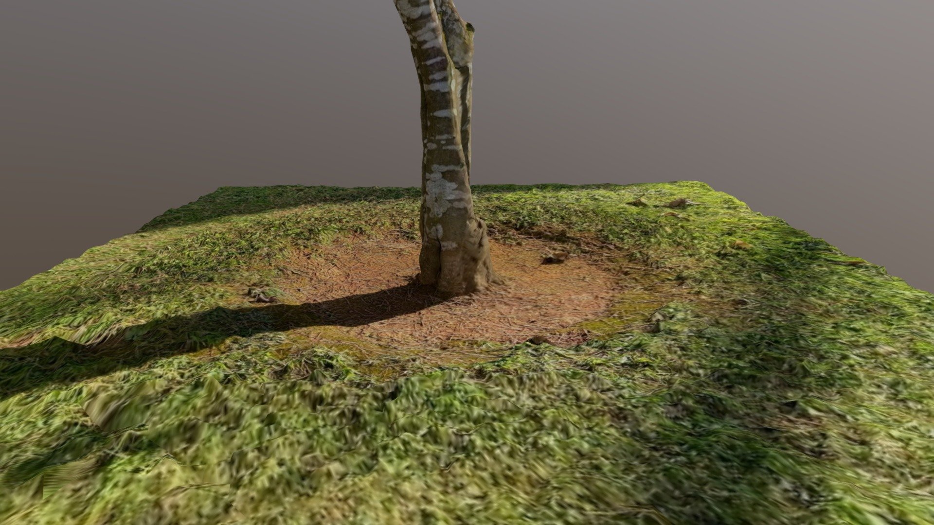 Tree trunk detail - Download Free 3D model by leeprobert [9f8d7ef ...