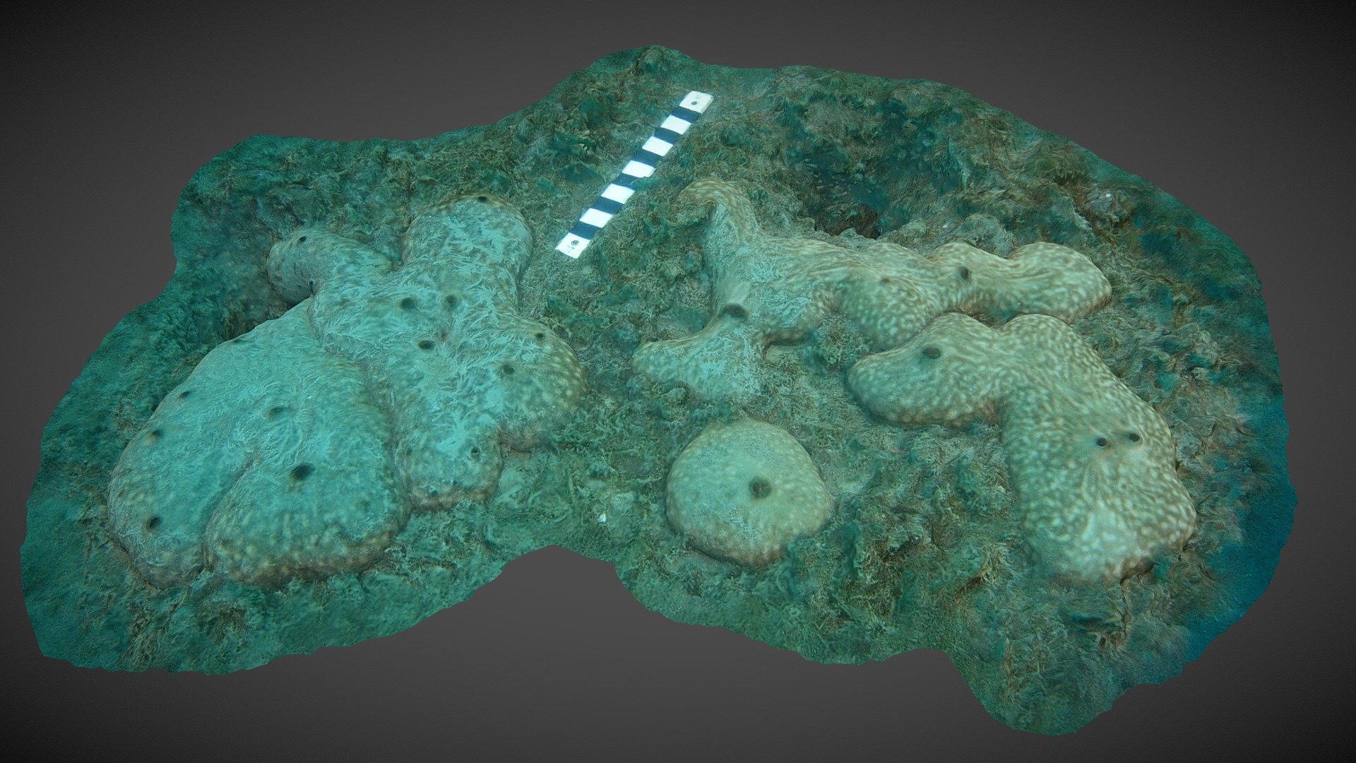 Chondrosia reniformis, from pictures to biomass - 3D model by Tato.PM ...