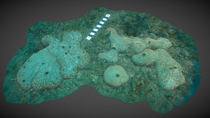 Sponge 3D models - Sketchfab