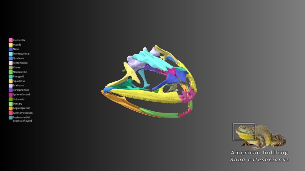 Toad - A 3D model collection by Kaolinite - Sketchfab