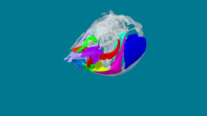 Maxilla 3D models - Sketchfab