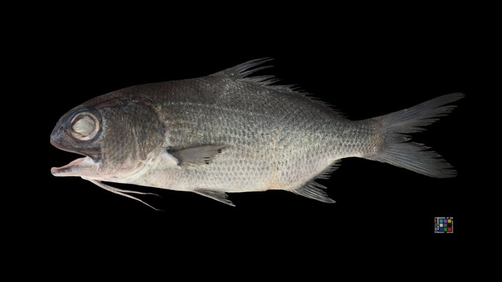 Beardfish 3D models - Sketchfab