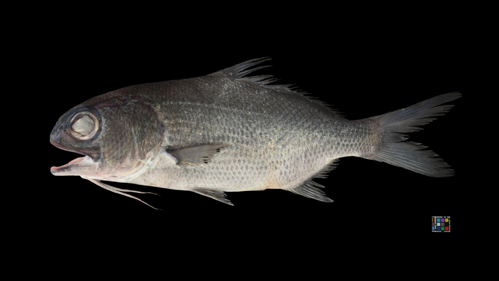 ギンメダイ？ Pacific Beardfish, Polymixia japonica - Download Free 3D model ...
