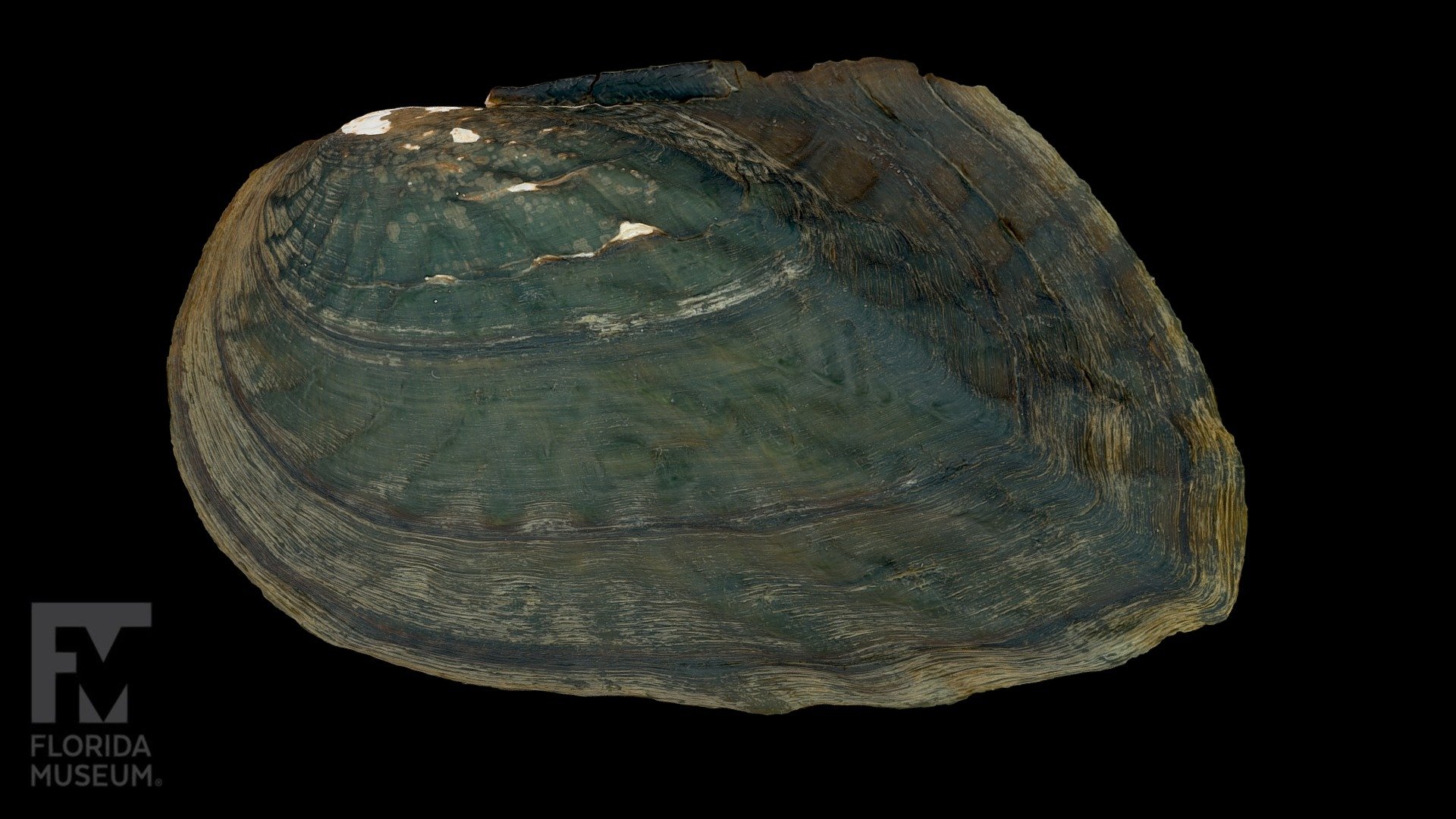 Bankclimber - Freshwater Mussel - 3D model by FloridaMuseum [9f9dd04 ...