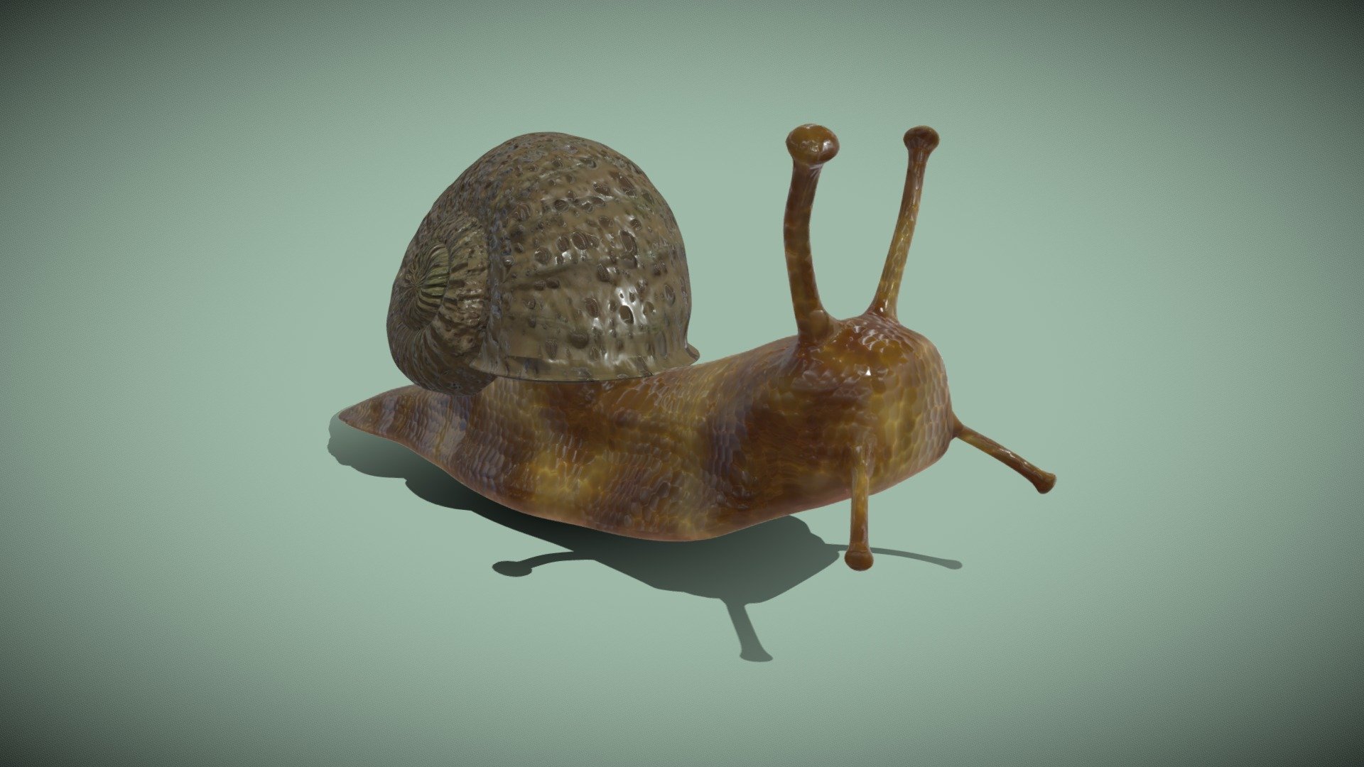 Week 24 - Snail - 3D model by Mike Lee (@Michial.Lee) [9f9ffa4] - Sketchfab