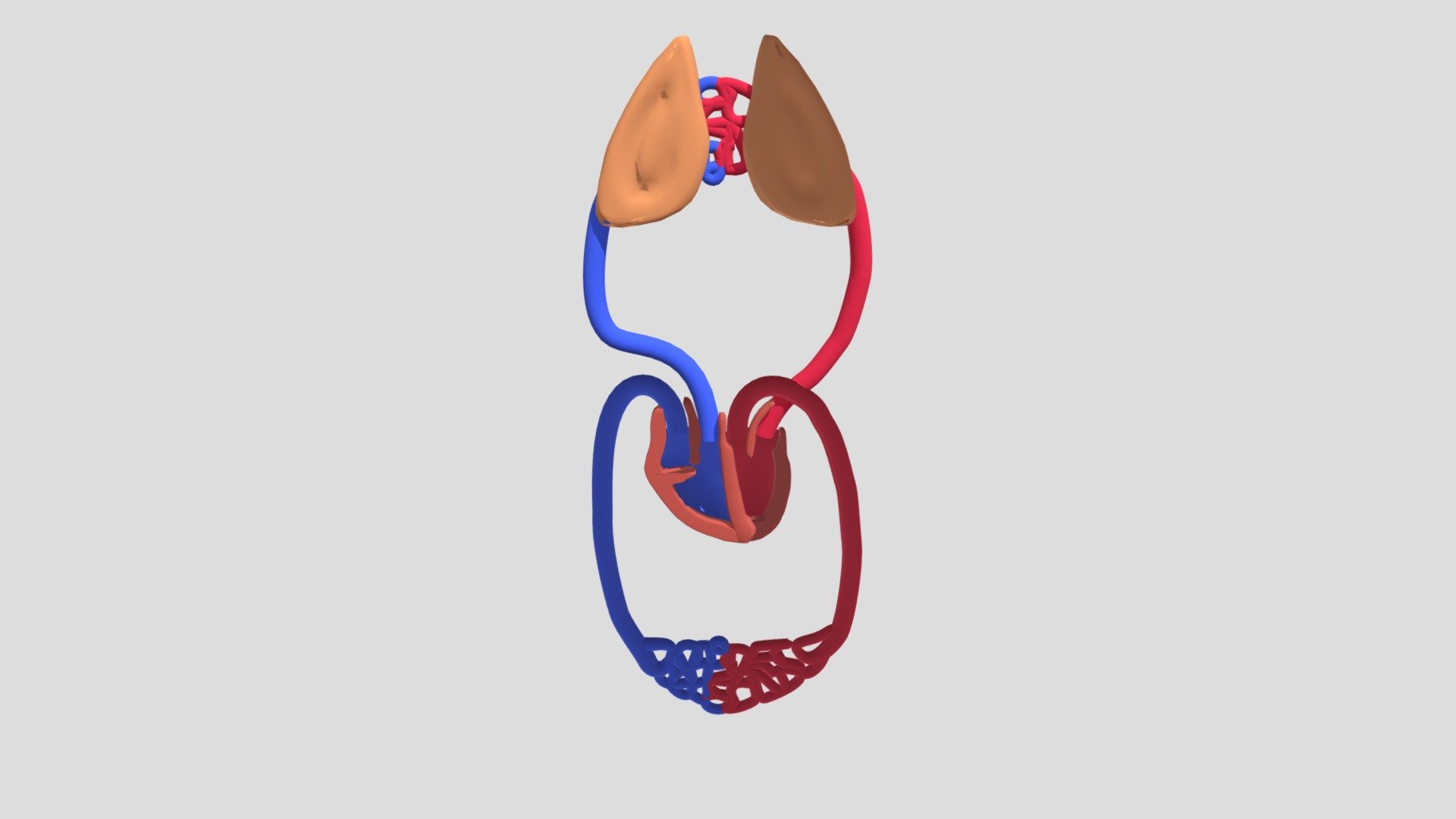 simple blood circulation - Download Free 3D model by eserblr [9fa5f96 ...