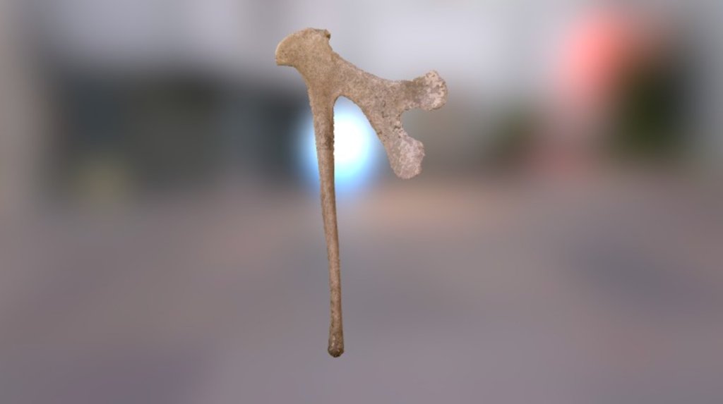 Turkey Sternum Fragment (VCU_3D_1009) - Download Free 3D model by ...
