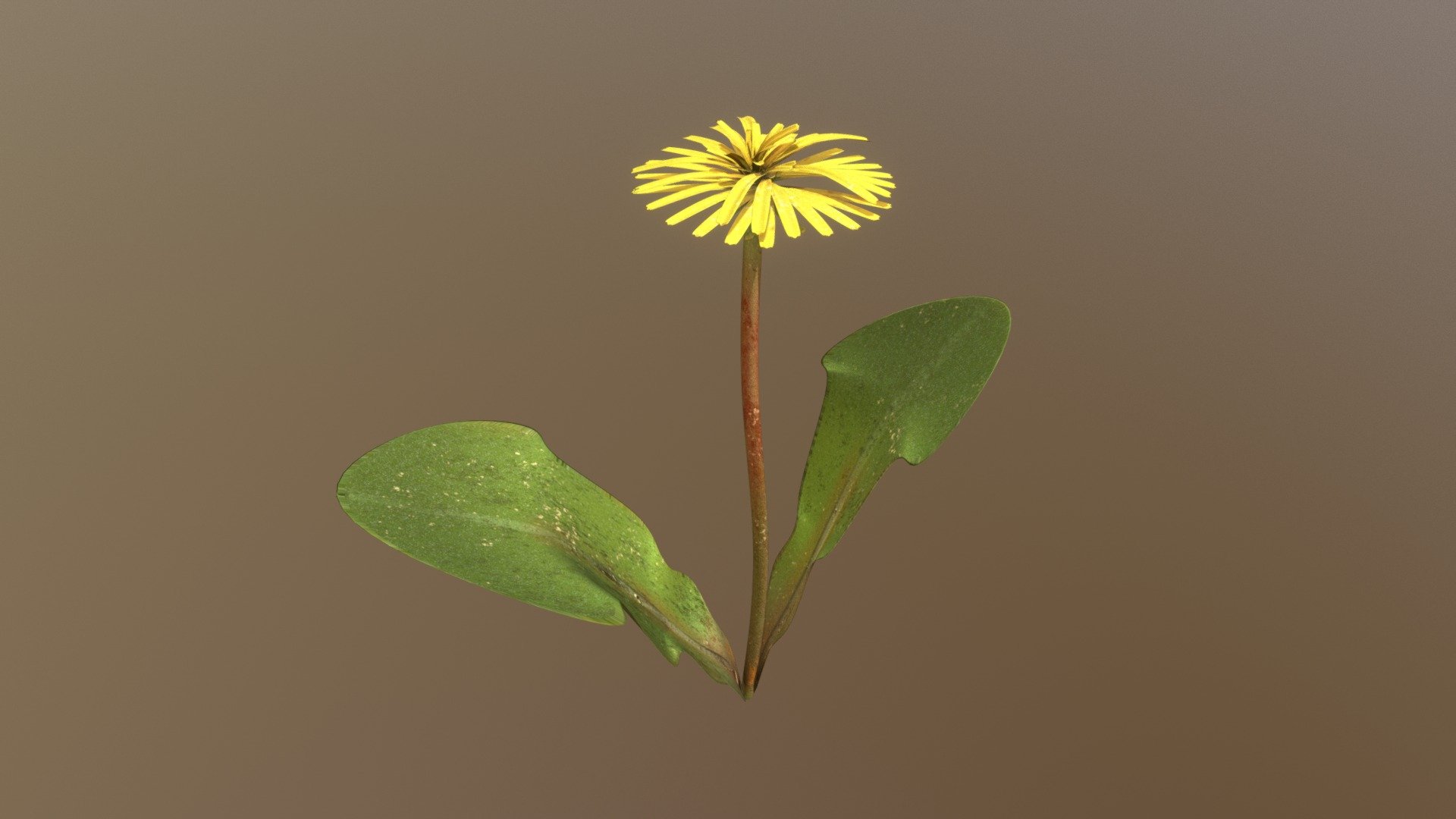 Dandelion - Buy Royalty Free 3D model by Anežka Hájková (@anezka ...