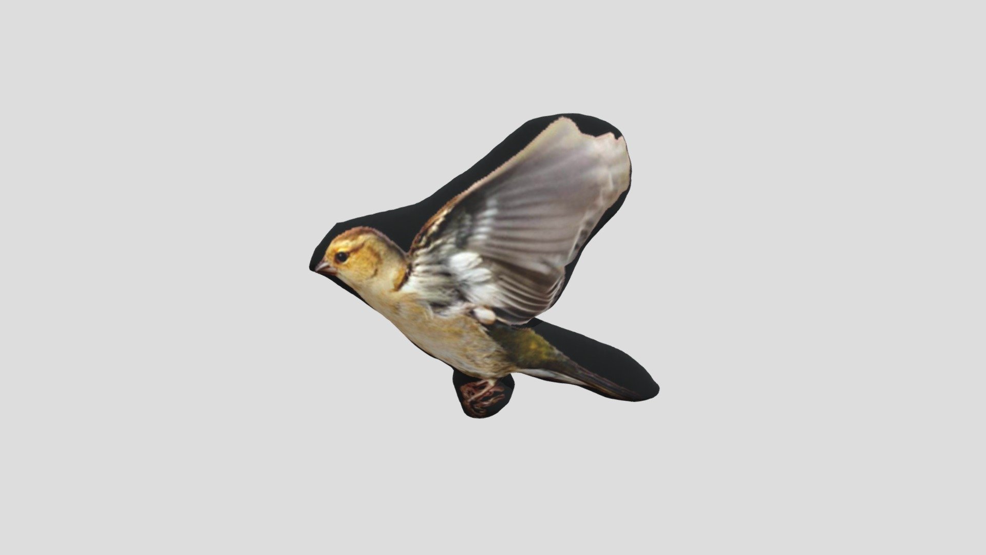 bird - 3D model by 409730917 [9fafc04] - Sketchfab