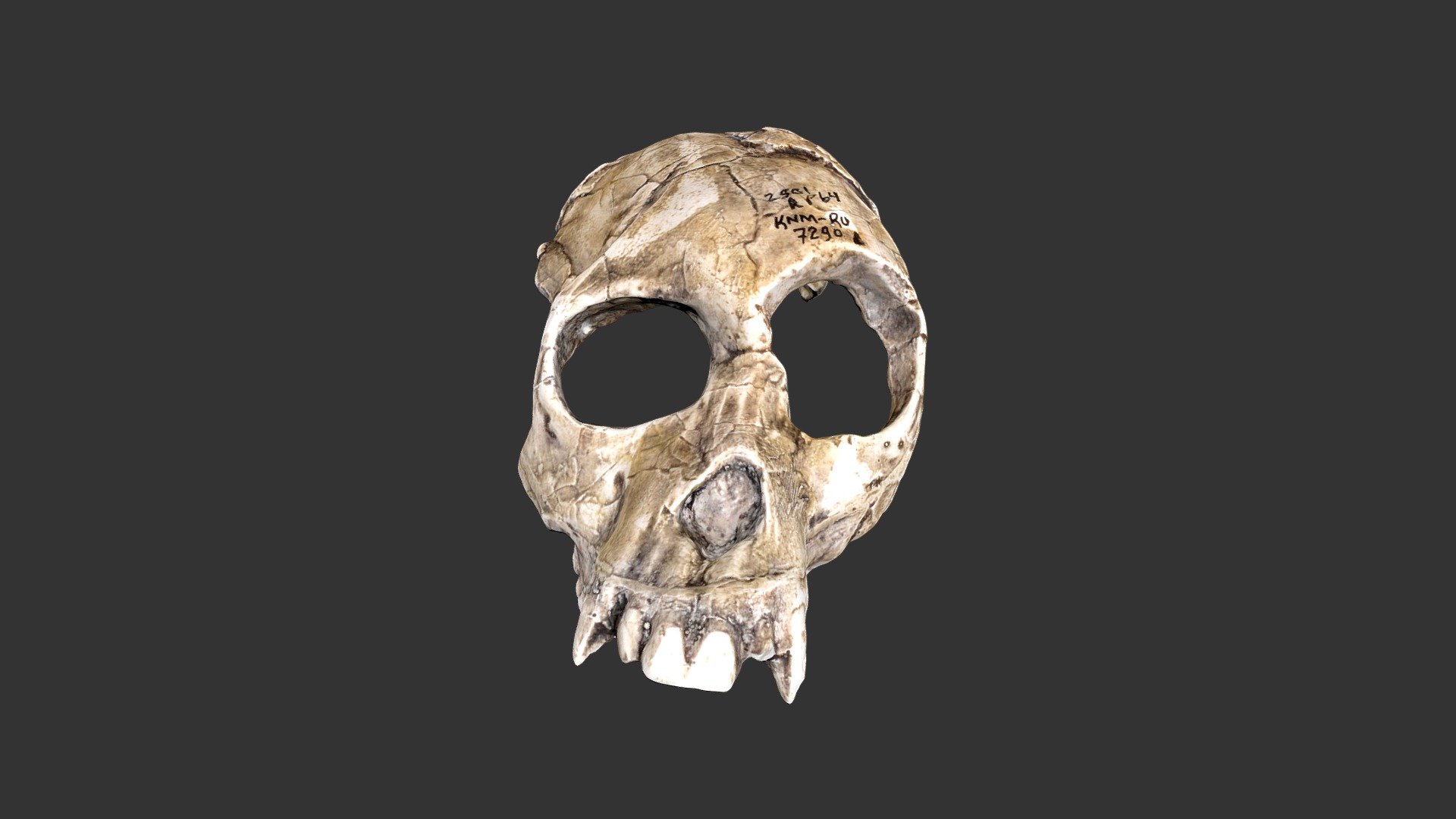 Proconsul africanus (2501.1rp64-1) - 3D model by RLA Archaeology (@rla ...