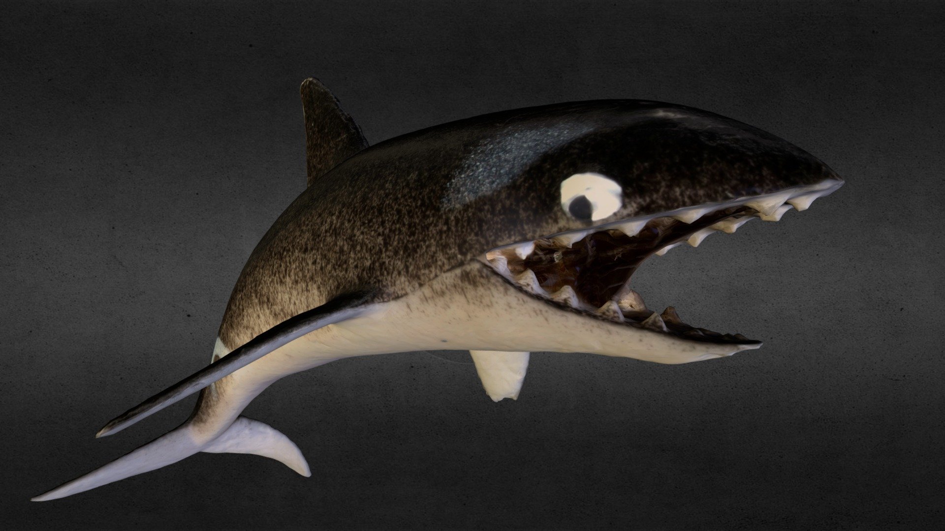 Shark_Toy_3D_Photogrammetry - 3D model by Hipervision.eu (@MarkoV ...