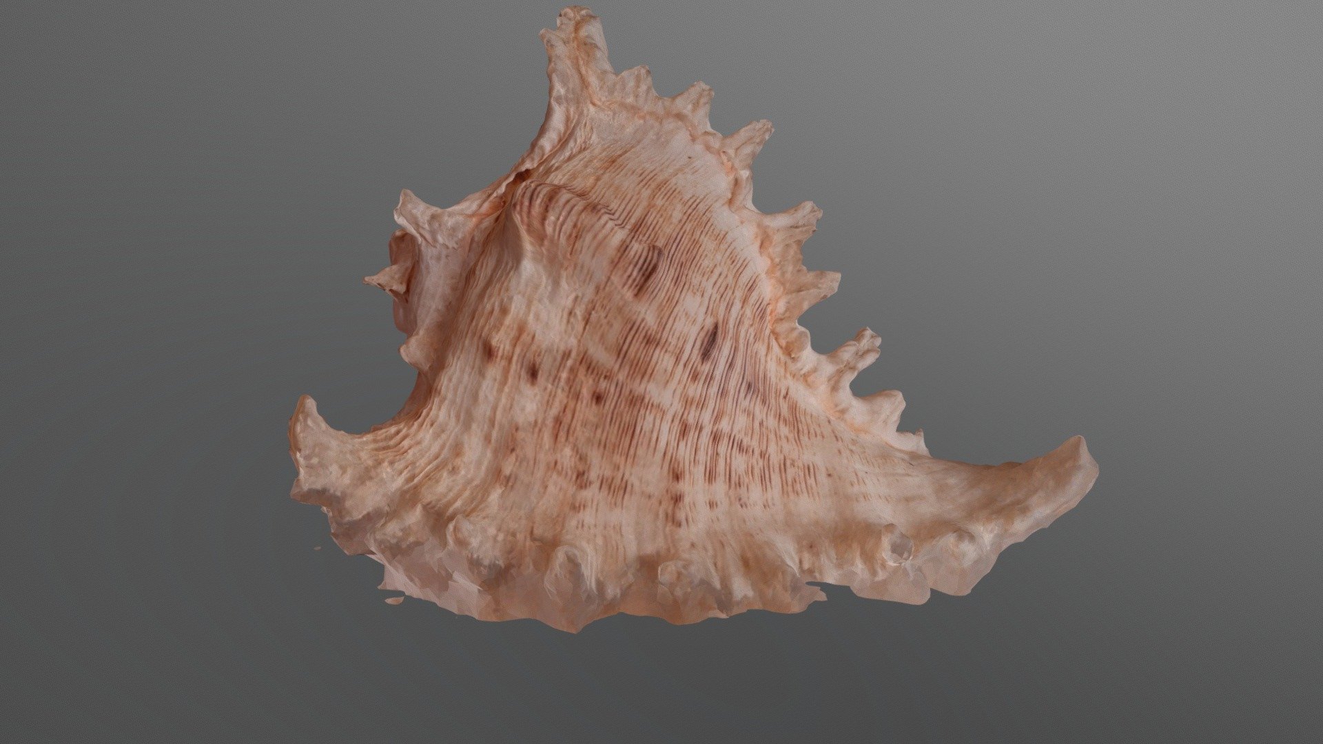 Shell 3D scan - 3D model by Rat. [9fb65e5] - Sketchfab