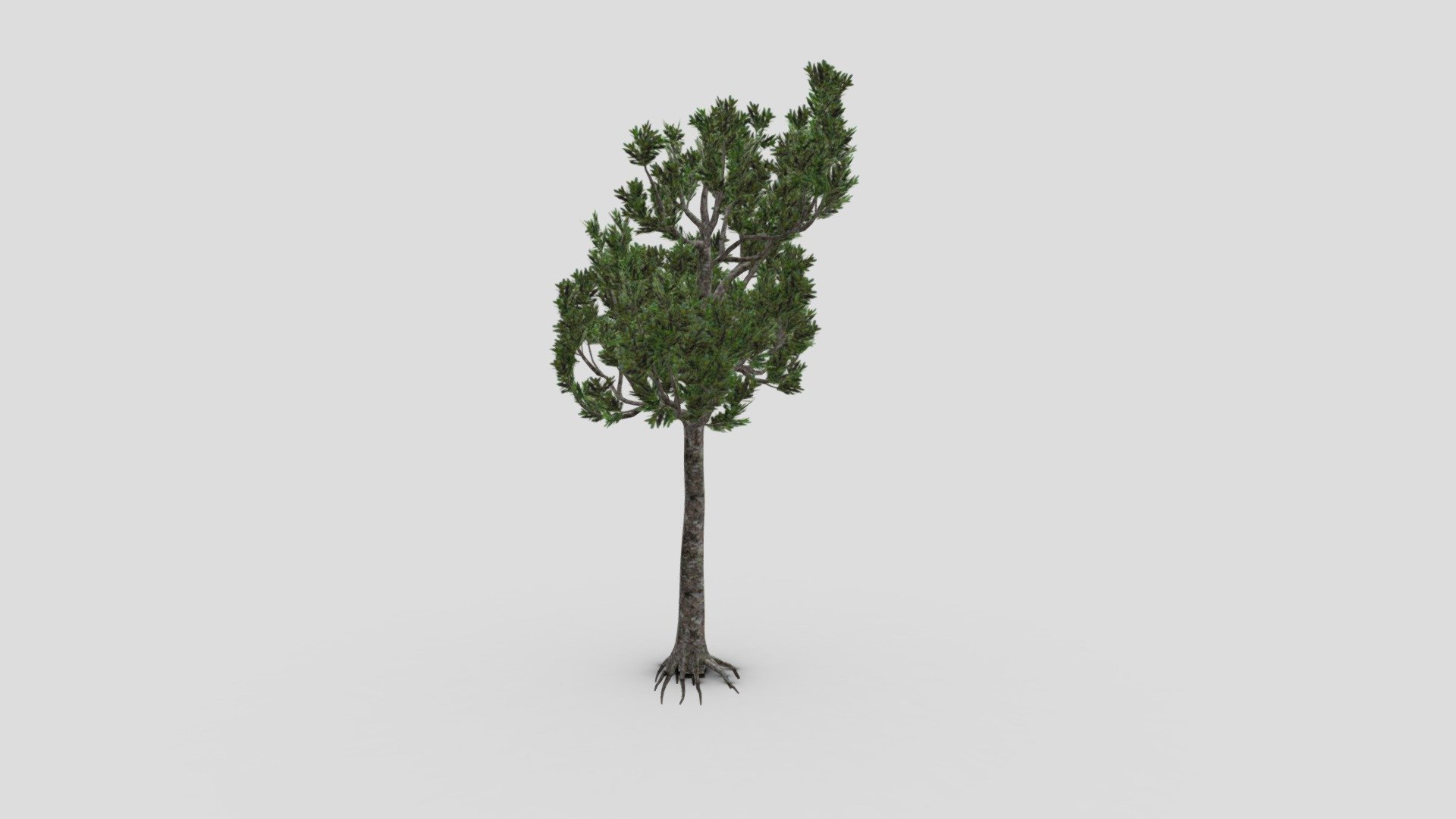 Kauri tree- S3 - Buy Royalty Free 3D model by ASMA3D [9fb66b4 ...