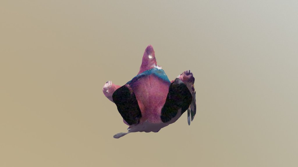 Clanger1 - 3D model by salblrm [9fbb792] - Sketchfab