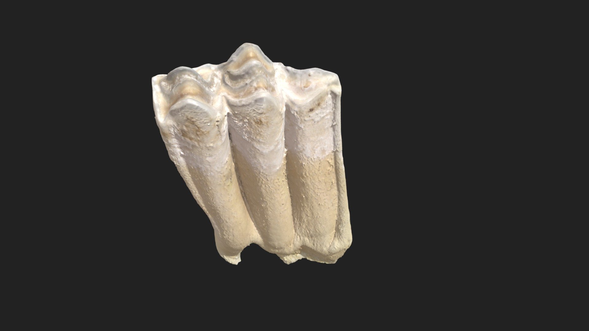 6th cheek tooth (3rd molar) sheep (lower jaw) - Download Free 3D model ...