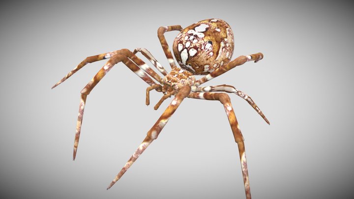 Spiderweb 3D models - Sketchfab
