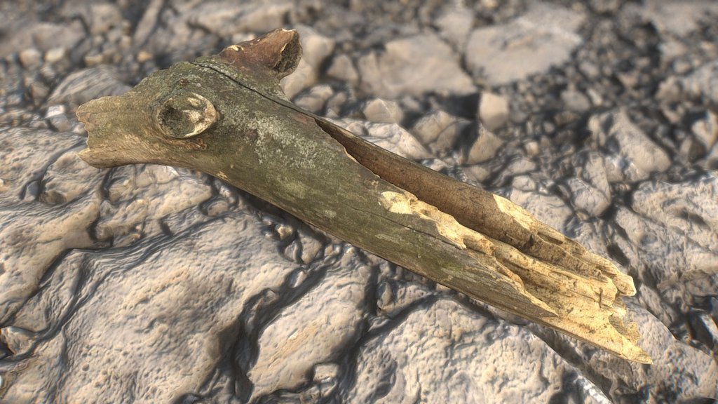 Wood Stick 07 - Download Free 3D model by 3dhdscan [9fc71dc] - Sketchfab