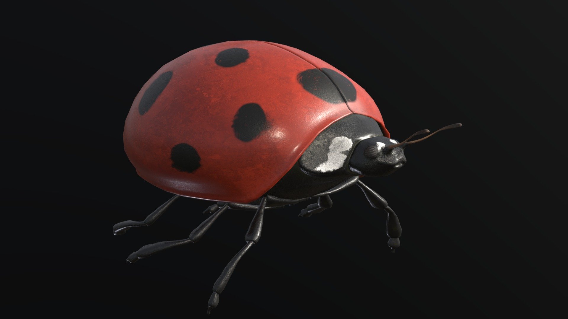 Ladybug - Download Free 3D model by TraianDumbrava [9fcbf84] - Sketchfab
