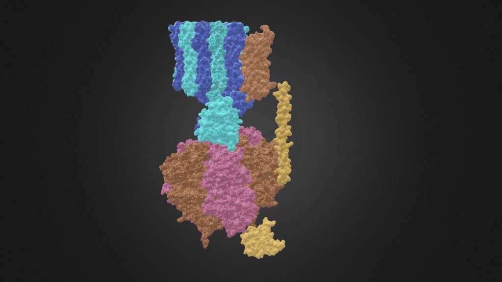 Annotated ATP SYNTHASE in Sketchfab - 3D model by Interactive 3D Data ...