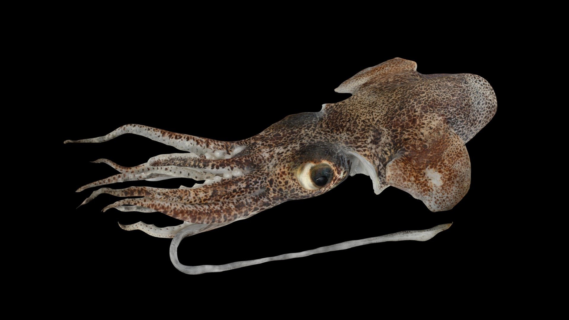 ミミイカ 🦑 Morse's Bobtail Squid, Euprymna morsei - Download Free 3D model ...