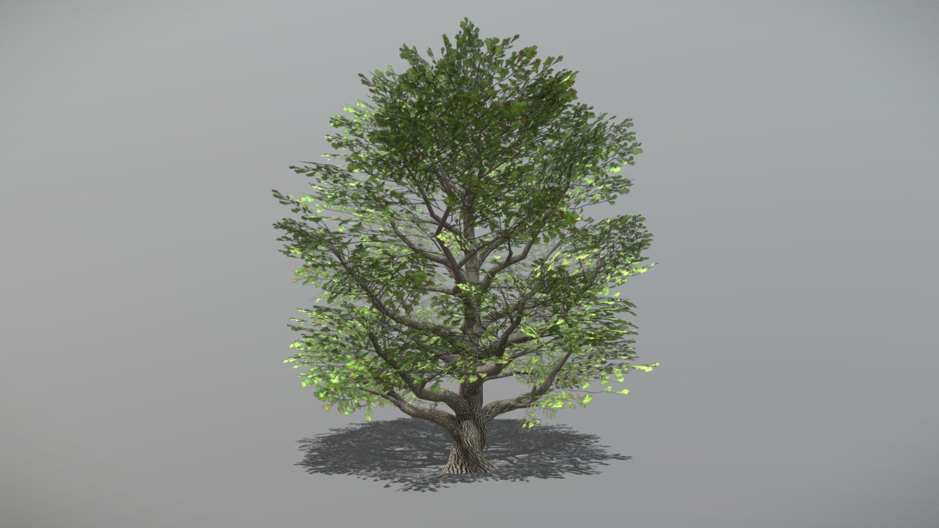 Oak 2 (Animated Tree) - Buy Royalty Free 3D model by bsp [9fd3c64 ...