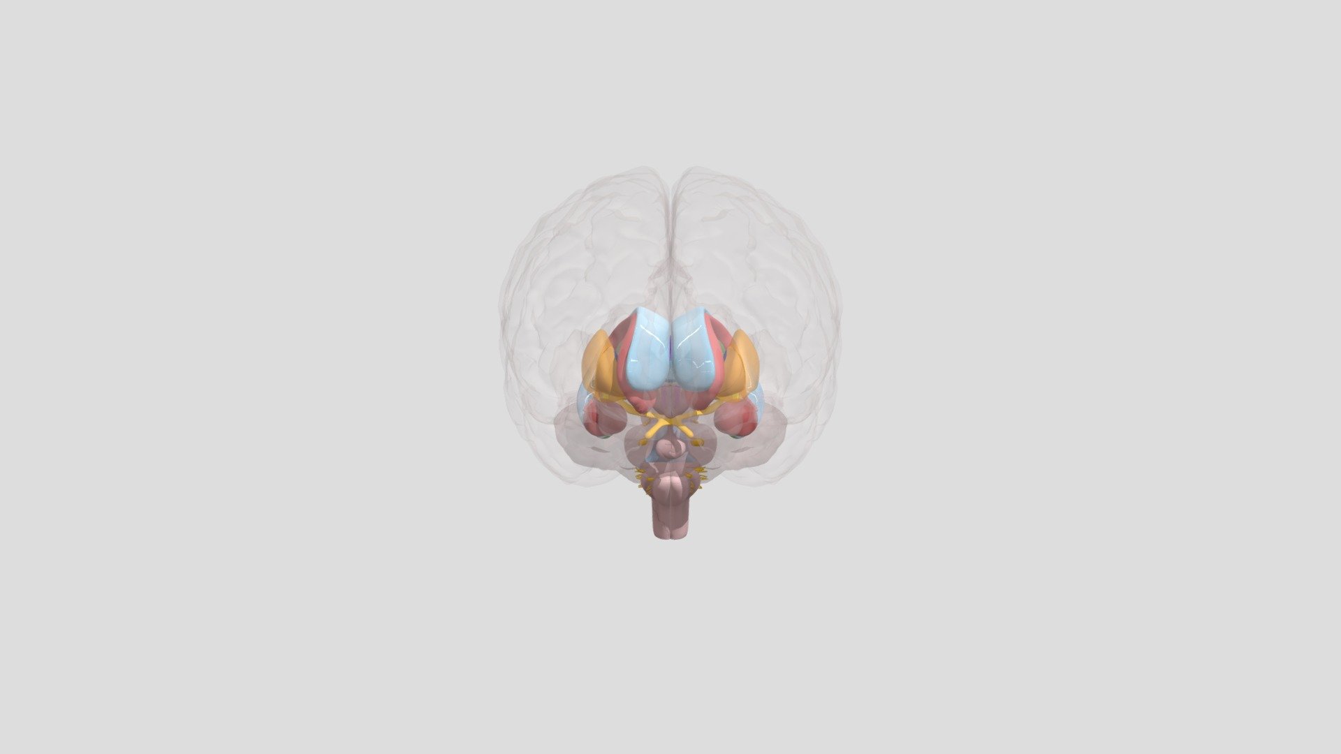 Limbic System - 3D model by castrom [9fd503b] - Sketchfab