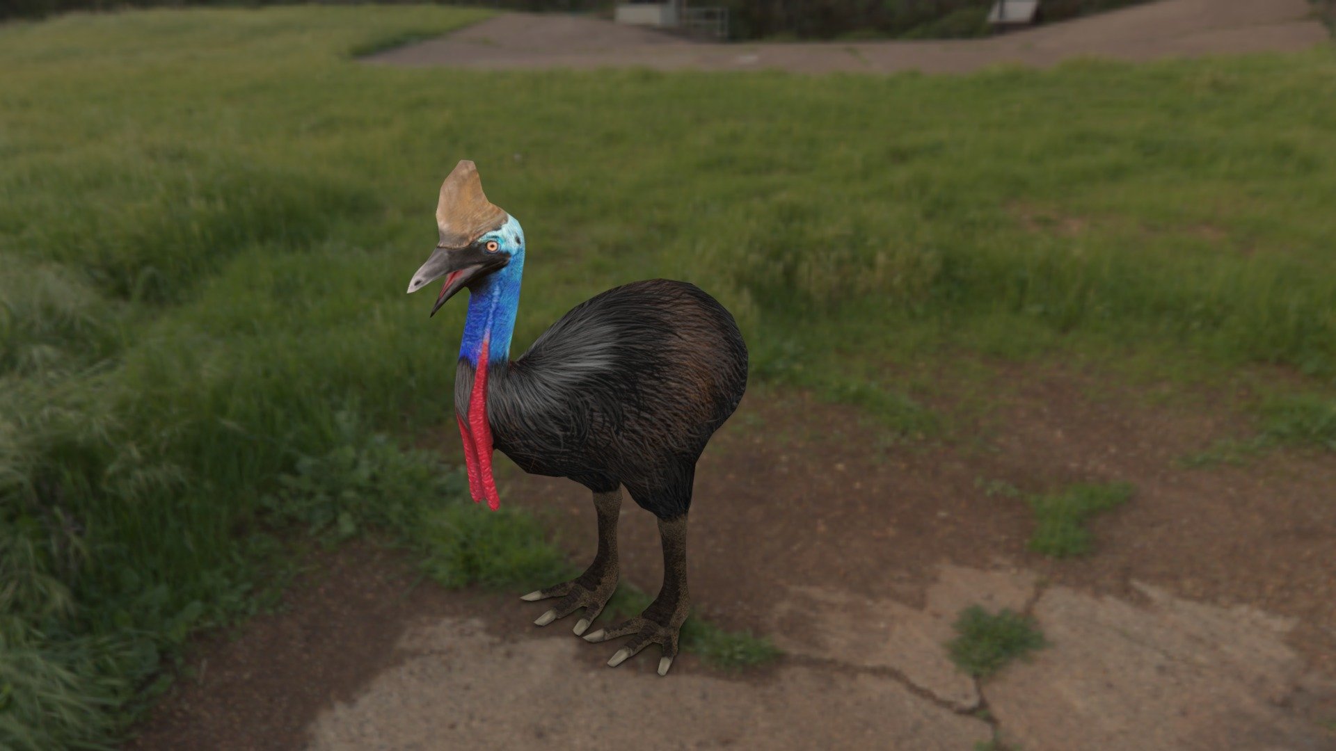 Cassowary_e - 3D model by wonzh [9fd5d73] - Sketchfab