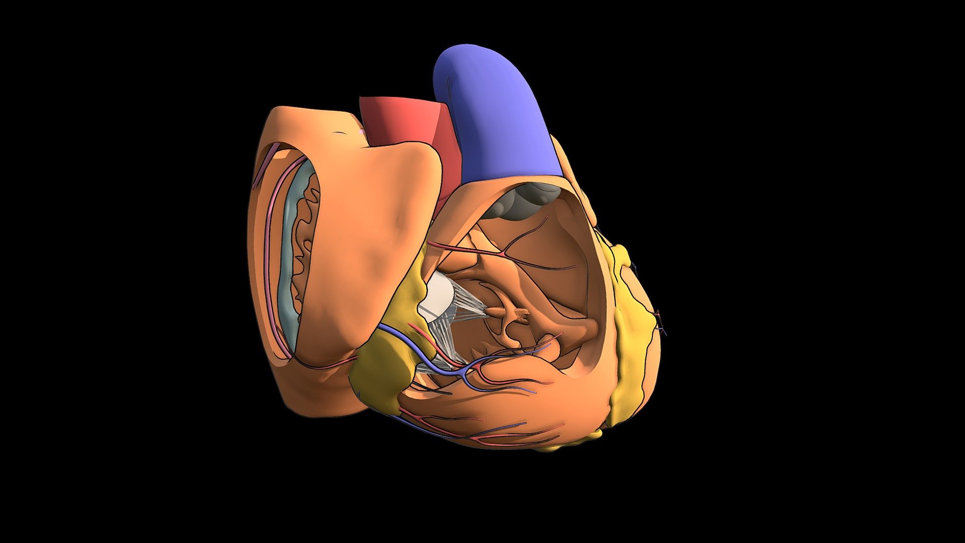 Anatomy of the Human Heart (+labels) - 3D model by Friso Jansen ...